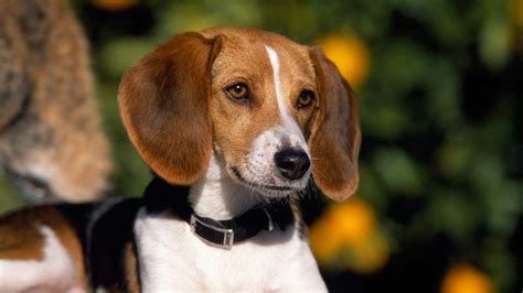 Años Perros Foxhound Americano