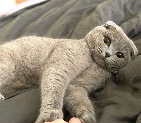 Scottish Fold Cat Breed Information Traits Characteristics Photos Artofit