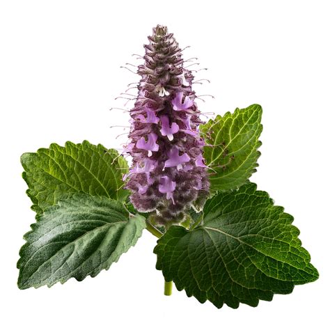 Patchouli Earthy And Rich In Sacred Flame Patchouli Sacred