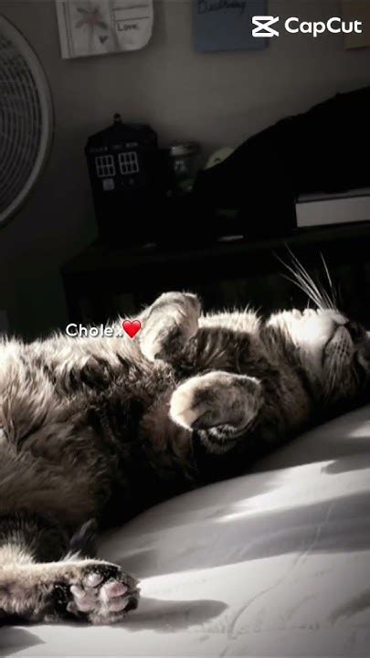 Capcut Catlover Cute