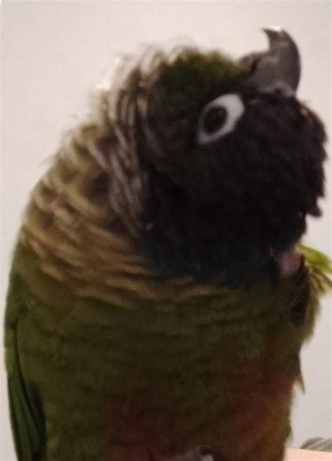 Bro Needs An Exorcism Rconures