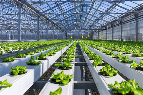 Greenhouse Hydroponic Farming Hydroponics Farming India Grozine