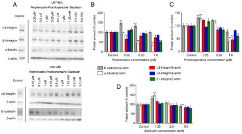 Western Blot Analysis And A Graph Of The Relative Amounts Of Selected