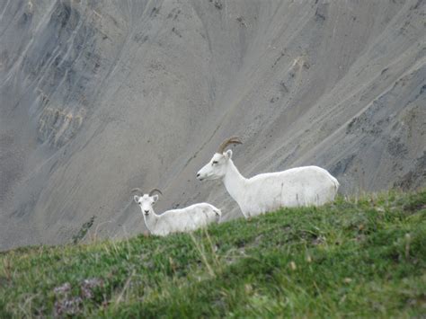 Kluane National Park Wilderness Yukon