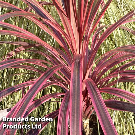 Cordyline Southern Splendour Dobies
