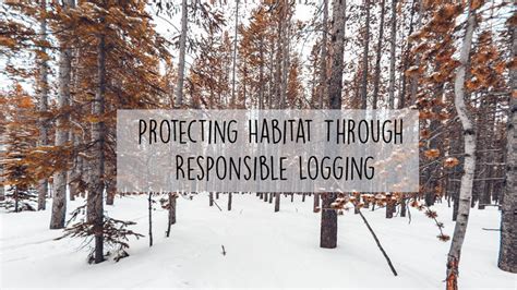 Protecting Habitat Through Responsible Logging Gilligallou Bird