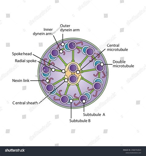Diagram Cilia Flagella Structure Simple Schematic Stock Vector Royalty
