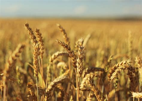 Farmer In Durum Wheat Field Stock Image Image Of Reap Inspecting