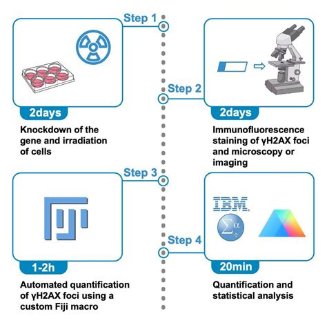 协和医学院 Dna损伤难检测？试试这套方法，又快又准 知乎