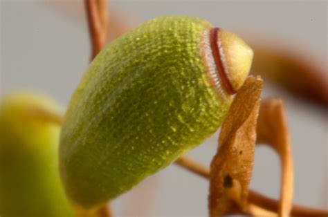 Funaria Hygrometrica Capsule A Ripening Capsule Whose Wall… Flickr