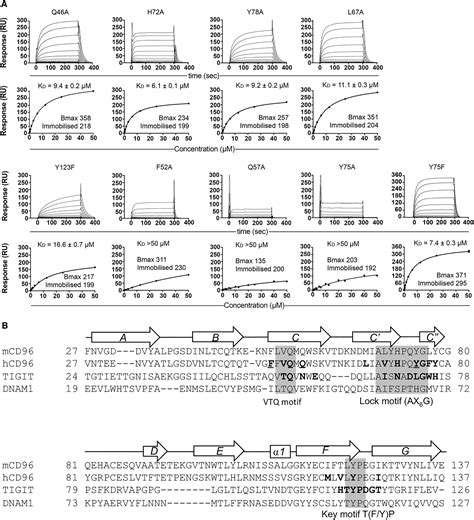 Structural Basis For Cd96 Immune Receptor Recognition Of Nectin Like Protein 5 Cd155 Structure