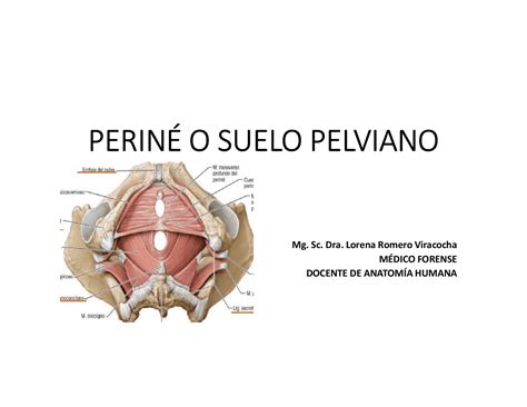 AnatomÍa Del PerinÉ CaracterÍsticas ConstituciÓn Interna Y Externa