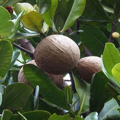 Mamey Vivero El Encanto