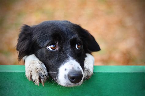 16 Dog Facial Expressions And What They Mean With Pictures Dogster