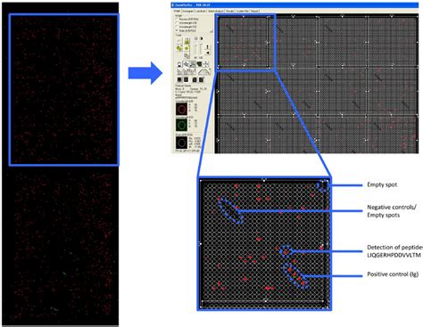 Overview Of Hcmv Peptide Microarray Chip Analysis The Microarray Chips