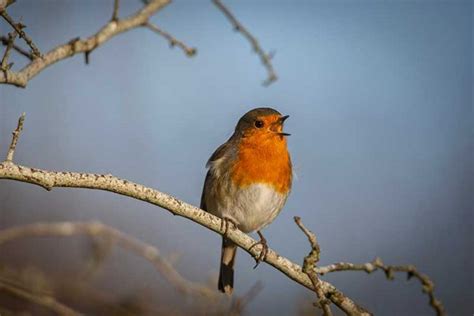 Do Birds Recognise Themselves In The Mirror Bird Spot