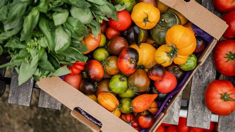 Passata Making Day With Guy Grossi And Matteo Toffano Concrete Playground