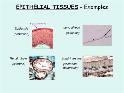 Examples Epithelial Tissues