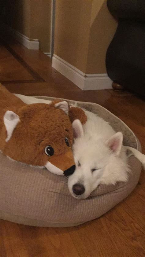 Zoe And Her New Toy 😴😴😴🐶 R Samoyeds