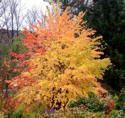 Making The Most Out Of Fall Colors Tree And Landscape Company