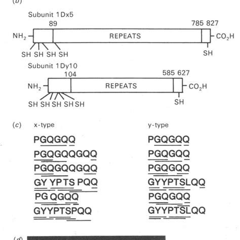 Pdf The Prolamin Storage Proteins Of Cereal Seeds Structure And