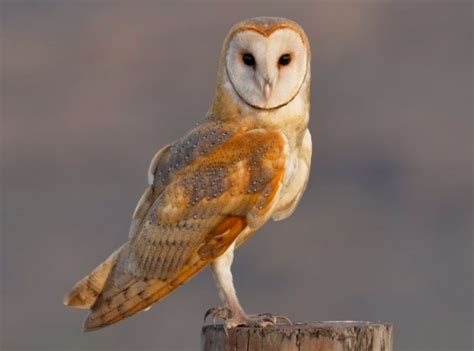 8 Types Of Owls In Louisiana With Pictures And Identification