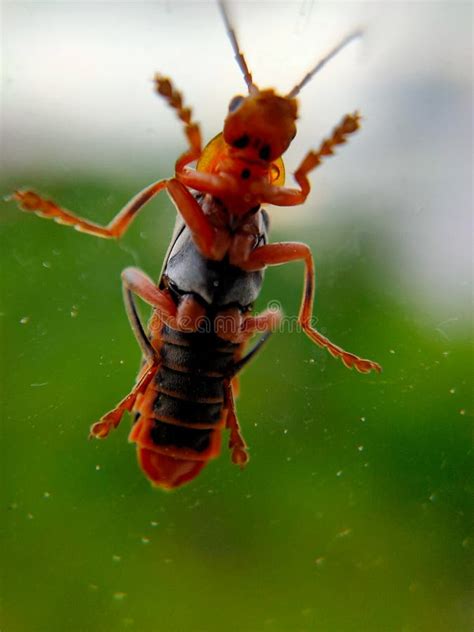 A Closeup Image Of A Grasshopper On A Window The Window Allows The
