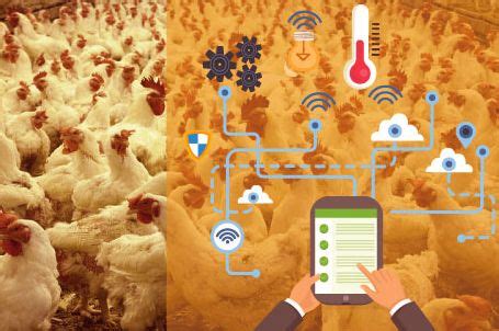 9 Smart Poultry Farm Ideas Poultry Farm Poultry Smart System