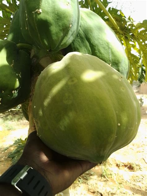 Abdoulwahab Ali Abdou Posted On Linkedin