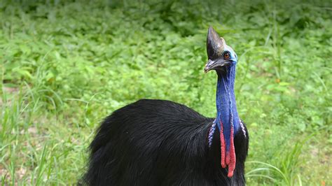 Cassowary San Diego Zoo Animals And Plants
