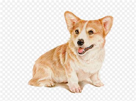 卡通柯基png图片素材下载图片编号10089835 Png素材网