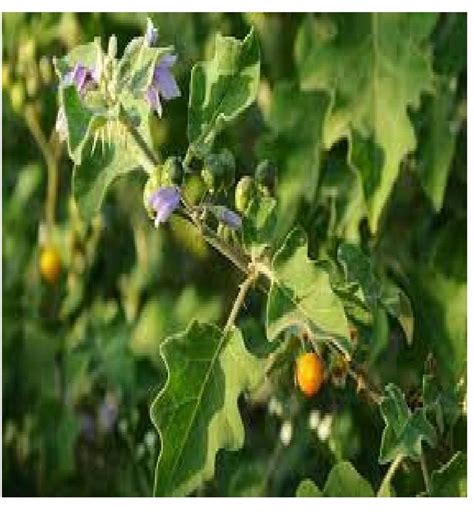 Solanum Indicum Seeds At ₹ 3500 Kg Kantakari In Dehradun Id 2853646643473