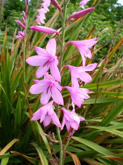 Watsonia Borbonica Pink 15 Seeds Cape Bugle Bulb Lily Garden Plants