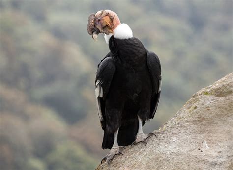 Andean Condors Sail The Wind Birdnote