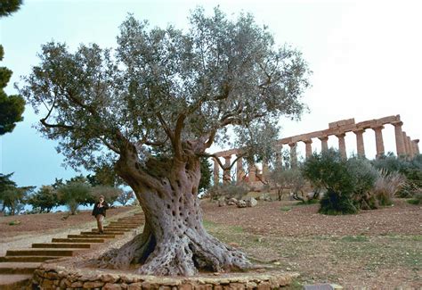 Ancient Olive Trees