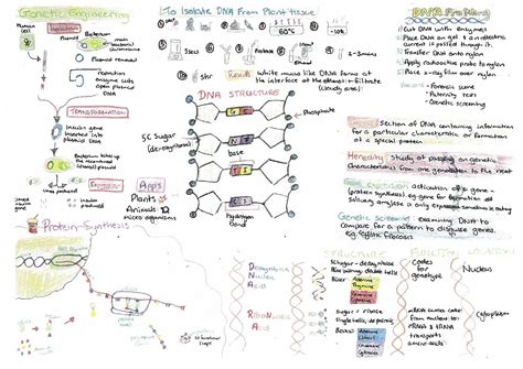 Magh Sci Genetics Mind Maps