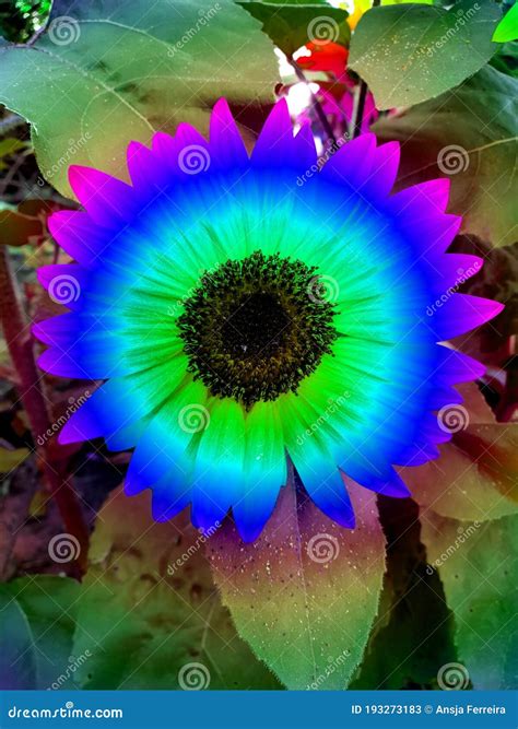 Bright Blue Multicoloured Sunflowers Photographed In South Africa