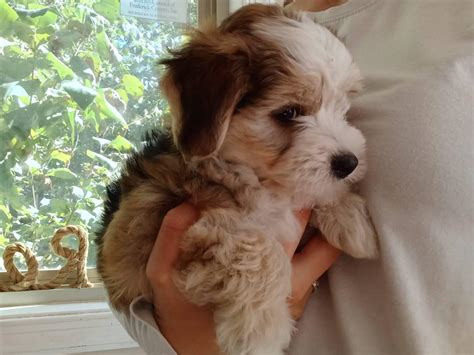 🤎🤍🖤 R Chinesecrested