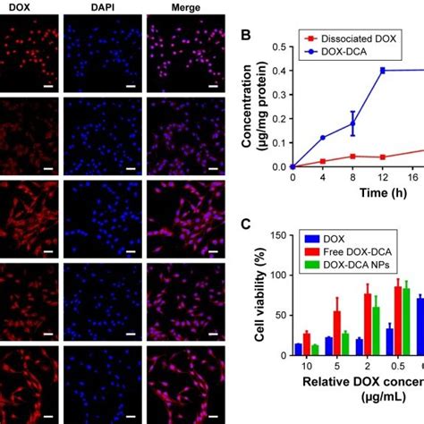 In Vitro Cellular Uptake And Cytotoxicity Assay A In Vitro Cellular Download Scientific