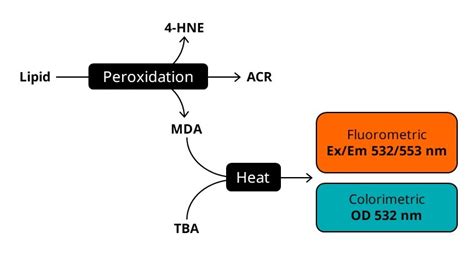 Glucosylceramidase Activity检测试剂盒 Fluorometric Ab273339 Abcam中文官网
