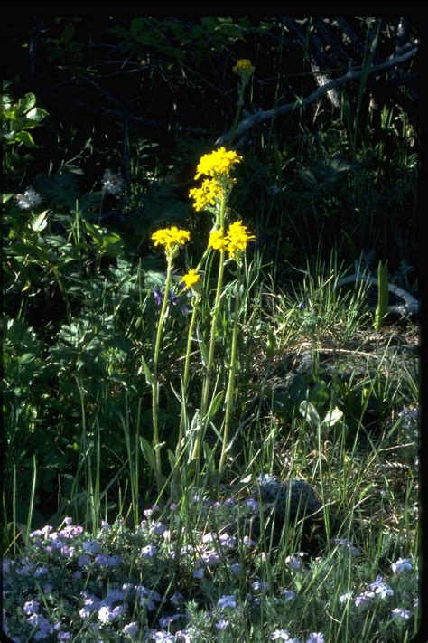 Public Domain Picture Medium Shot Of Arrowleaf Groundsel Id