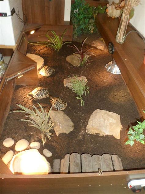 Best Live Plants For Tortoise Enclosure At Amber Claudia Blog
