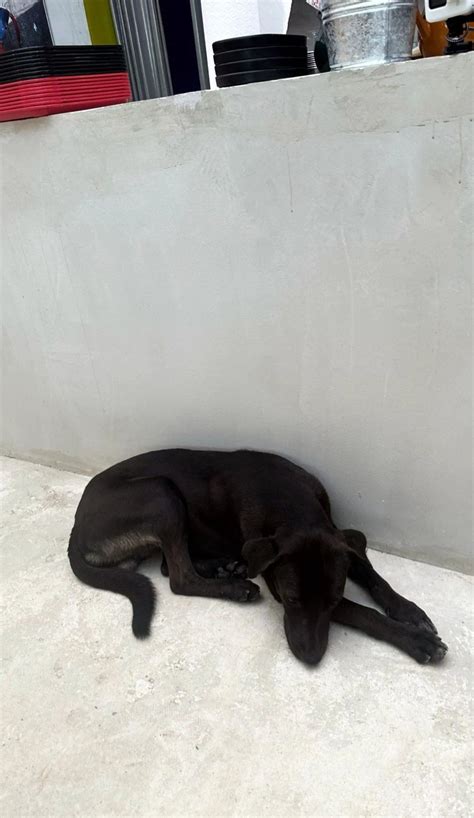 El Tierno Detalle Que Tuvo V De Bts Con Un Perro Callejero De México