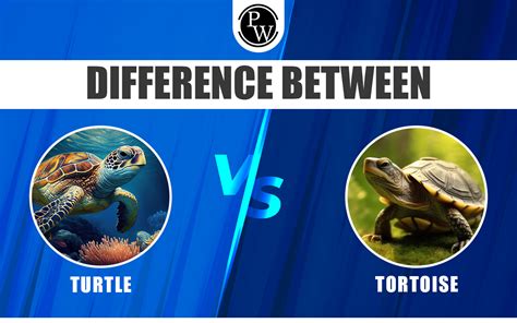 Was Ist Der Unterschied Zwischen Tortoise Und Turtle Dhkcz