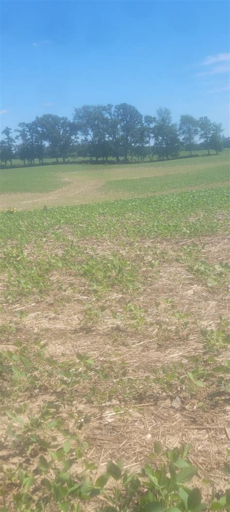 Anyone Here Ever Deal With Slugs In A Soybean Stand General Chat