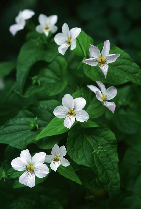 Viola Canadensis Botanikim