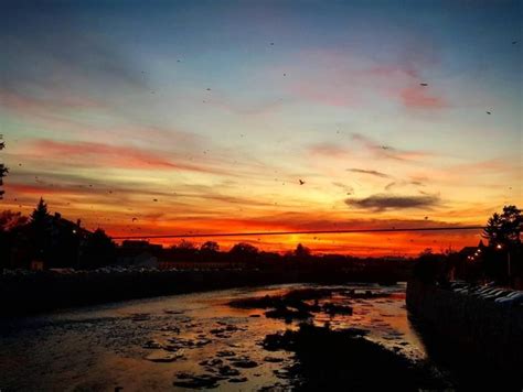 Niš Prof Dr Dragan Krasić Msci Phd