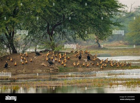 Lesser Whistling Duck Flock Or Group Of Birds In Beautiful Wetland Of