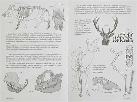 Morpho Mammals Elements Of Comparative Morphology Stuart Ng Books