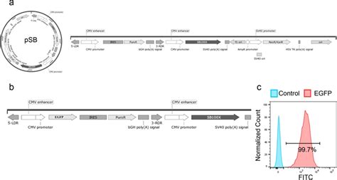 Construction Of Psb Vector A Plasmid Profile Of Psb Plasmid Of Sb